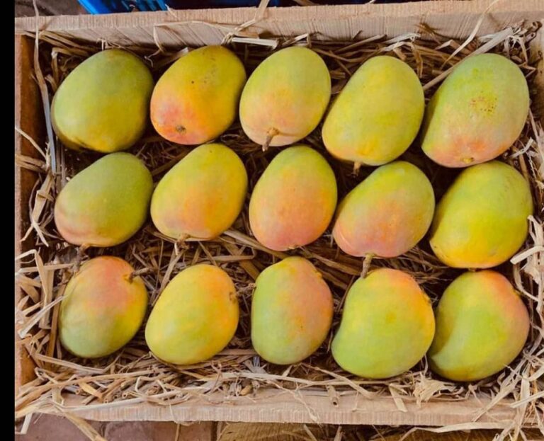 The History and Origin of Alphonso Mango: A Fruit with a Royal Pedigree ...